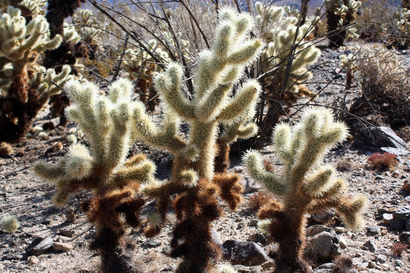 A is for Adventure: Top 5 US National Parks - #1 Joshua Tree National Park
