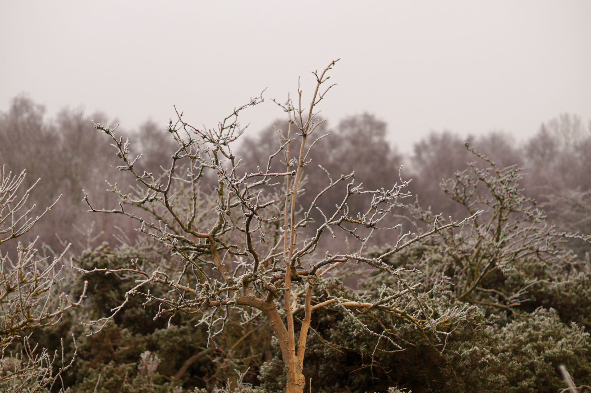 Frost pocket - Sophie in the Sticks