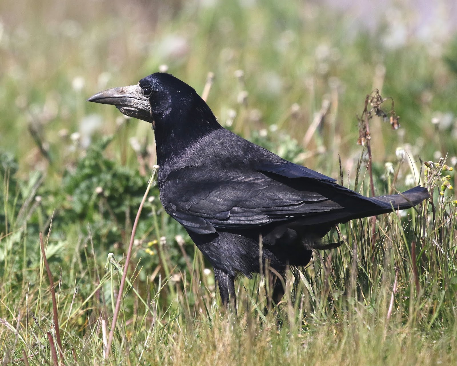 Birding with Flowers: More Weekend Wonders