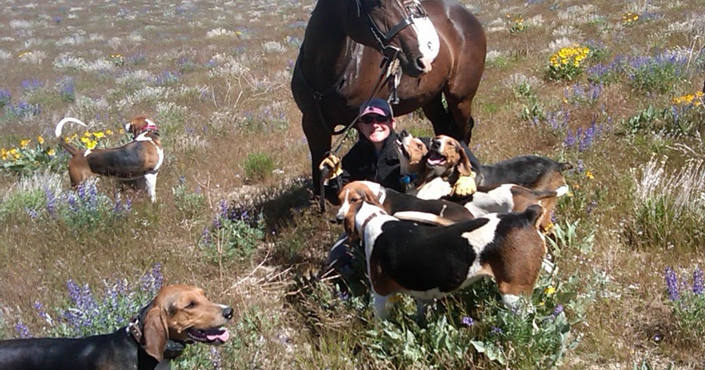 High Desert Veterinary Tales: Continuing Education