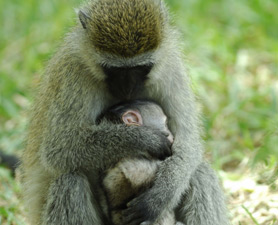 Psych Your Mind: The Power of Touch