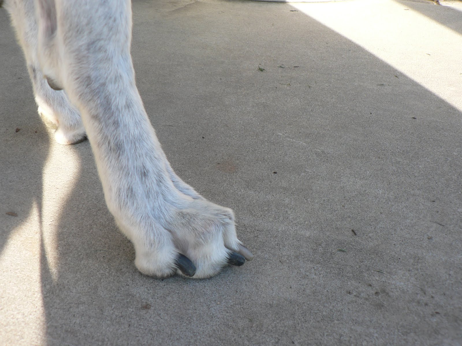 Aragon Greyhounds: Greyhound Feet