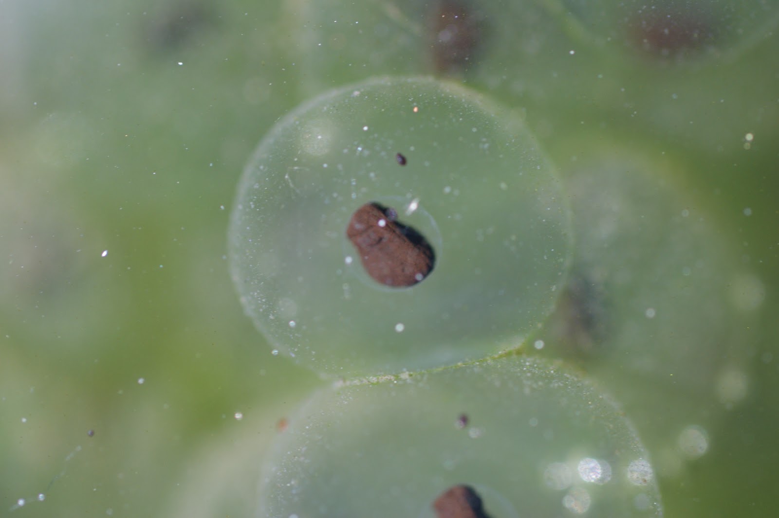 Things We Don't Know: Open Questions in Embryo Development