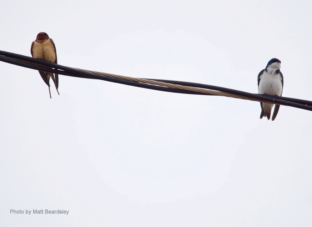 BARN SWALLOW