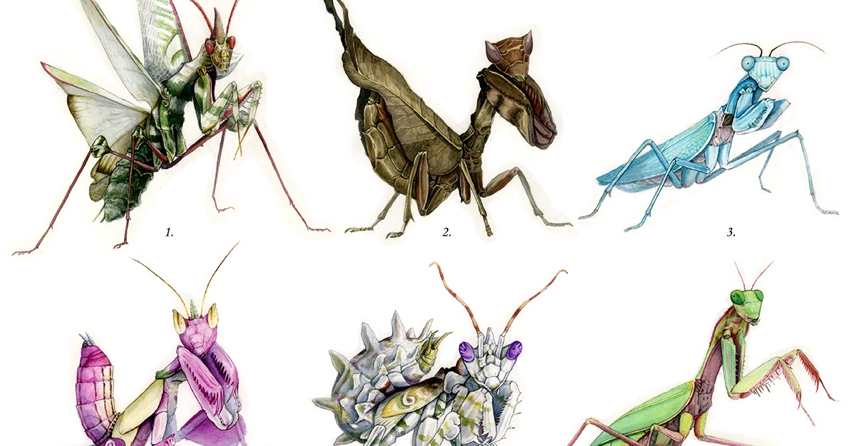 Mantodea - Joan Llopis Doménech