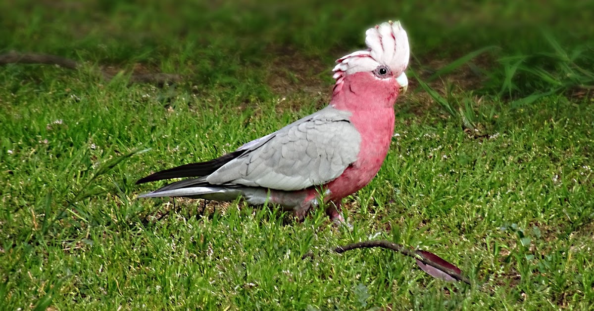 NixPages: GALAH