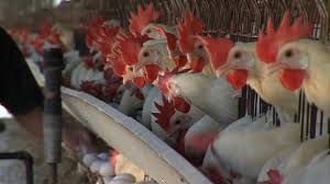 Poultry Farming | Class 1 : Basic of Poultry Farmings | Poultry Farming