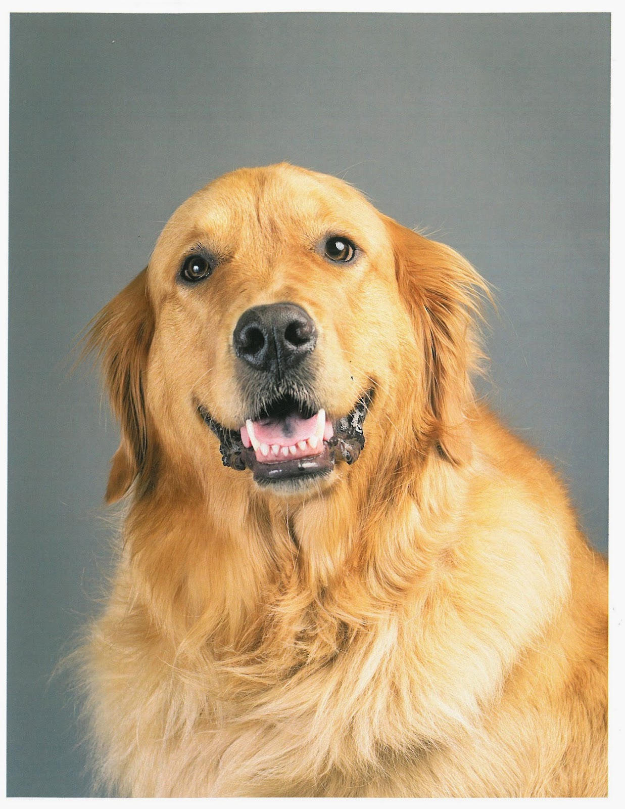 Barers of Maple Valley: Dasher The Model