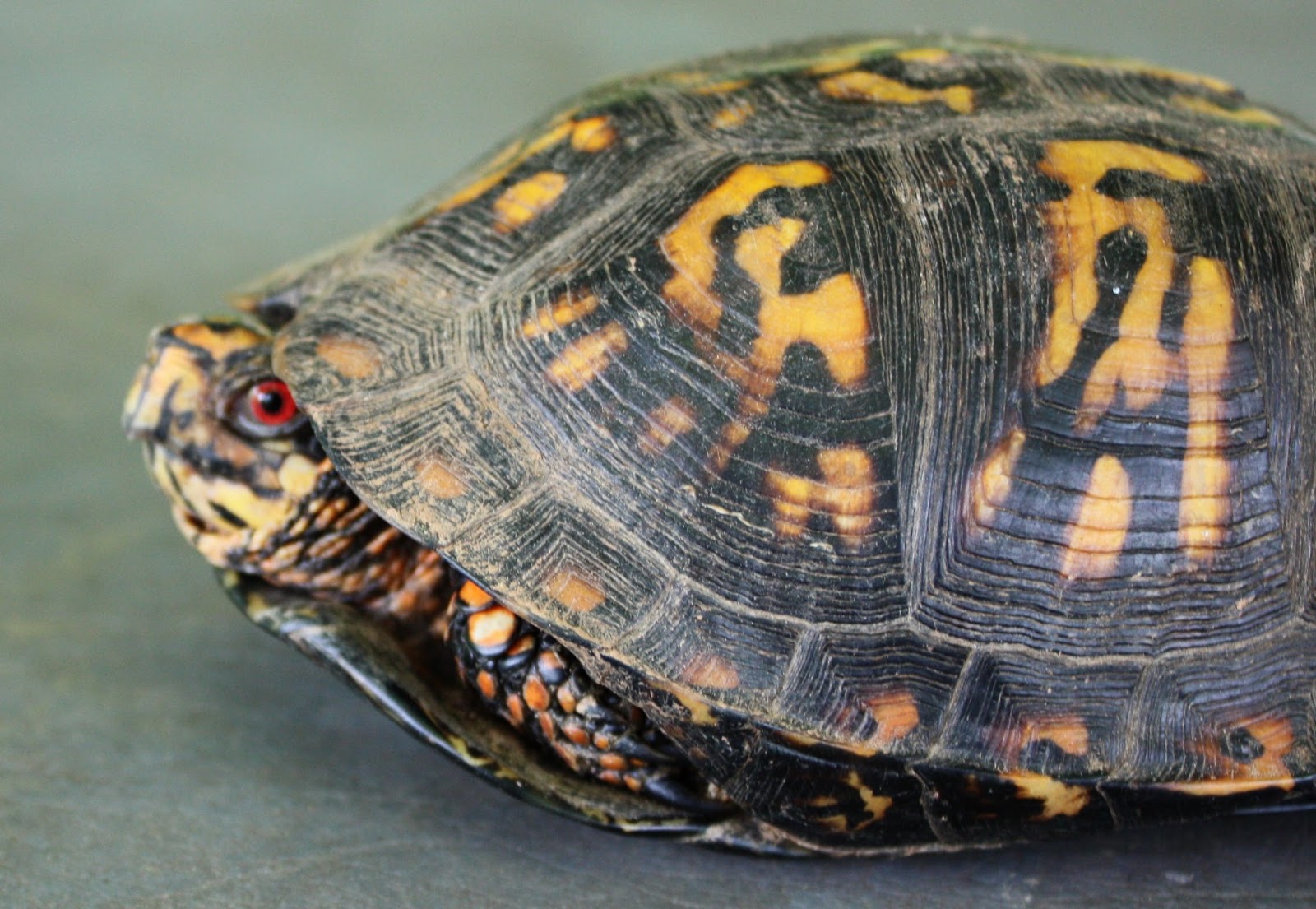 Blog Post #3 | FROS 14 FTA