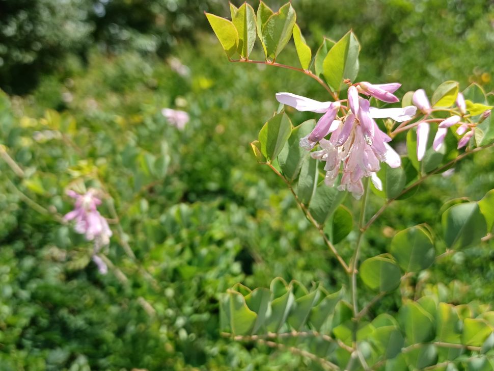 Future Plants by Randy Stewart: Indigofera - Indigo