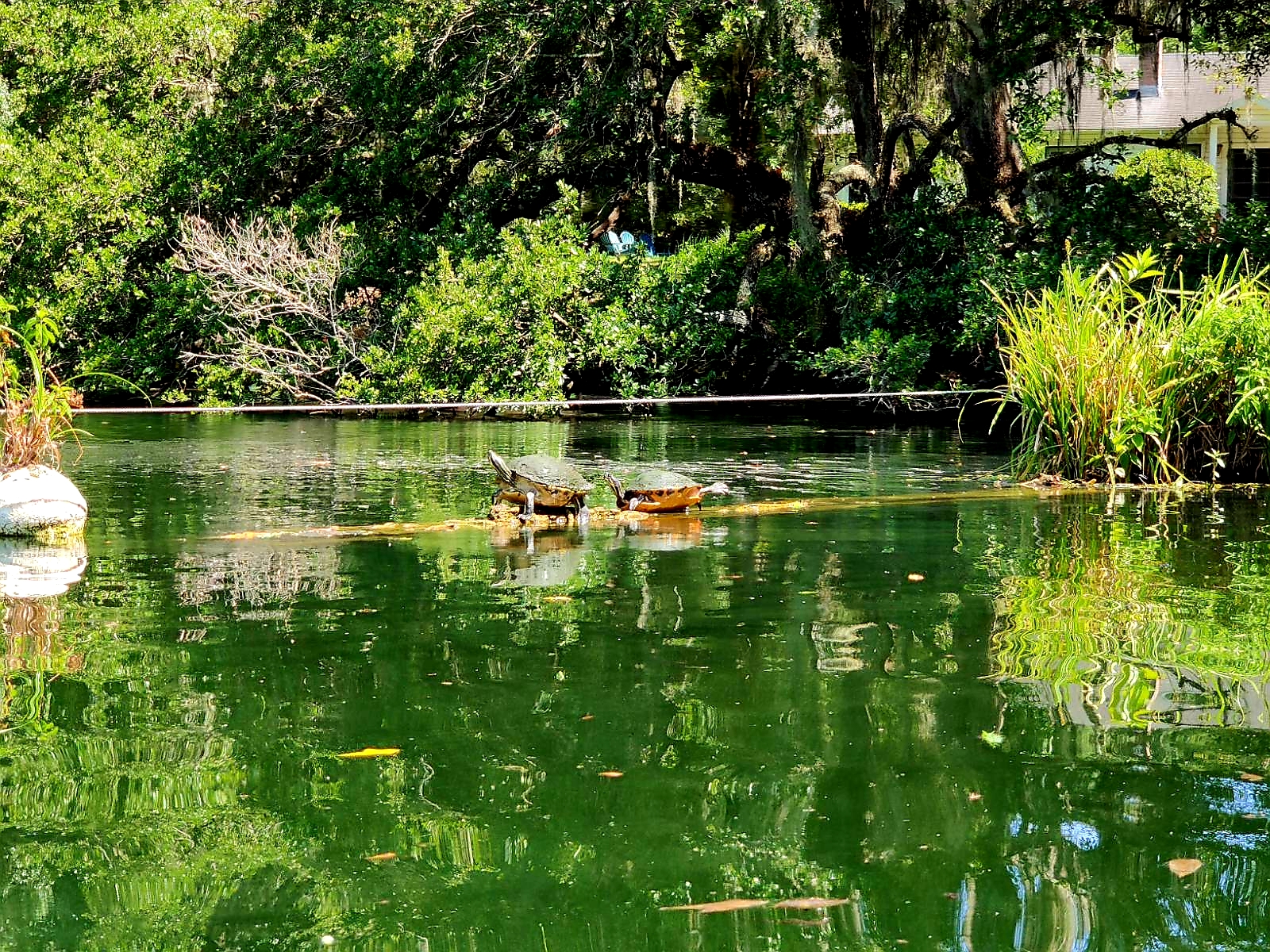 Bugg Spring, Branhams, and Buffets