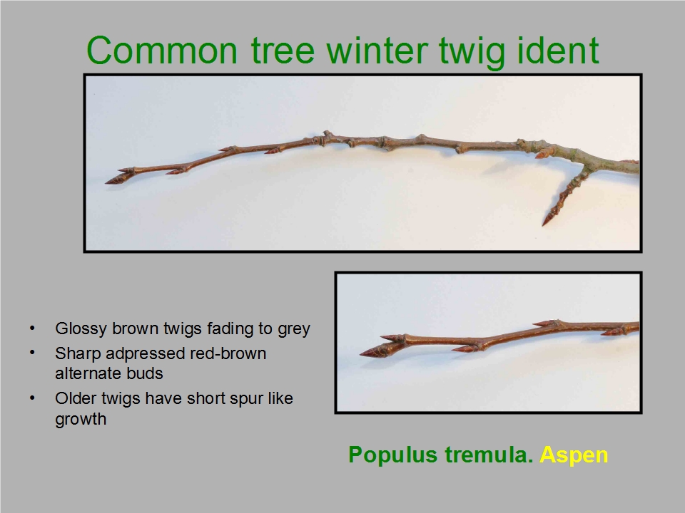 Woodland Management: A Guide: 2018