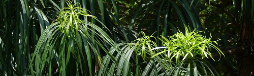 馬來西亞熱帶雨林: 木質 P