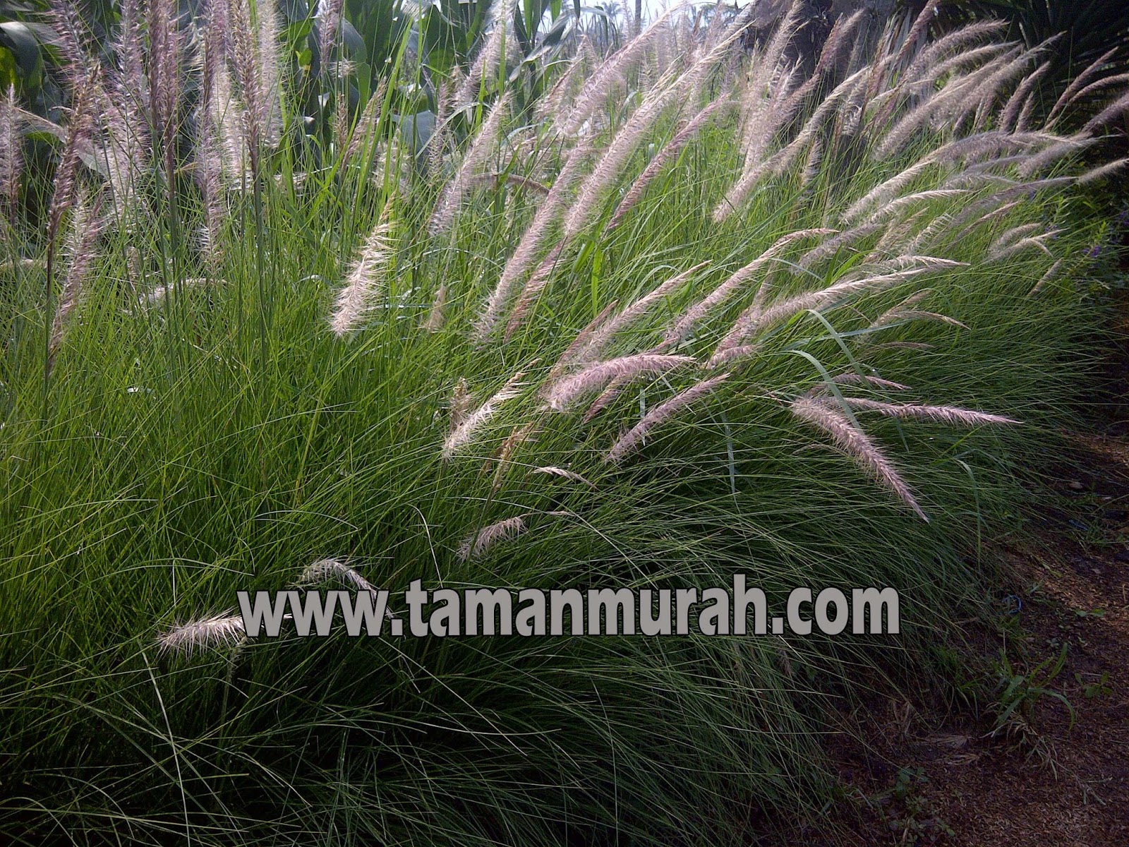 Jual Alang alang putih untuk tanaman hias | JUAL TANAMAN HIAS MURAH ...