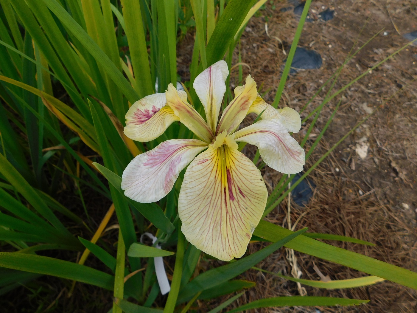 World of Irises: Some of my “favorite” Louisiana Irises