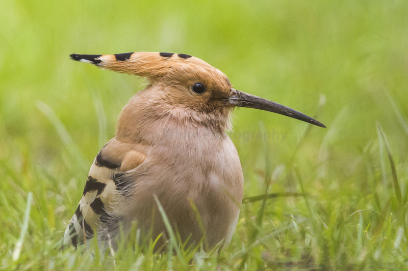 Colyton Wildlife: Taking sharp photos - birds