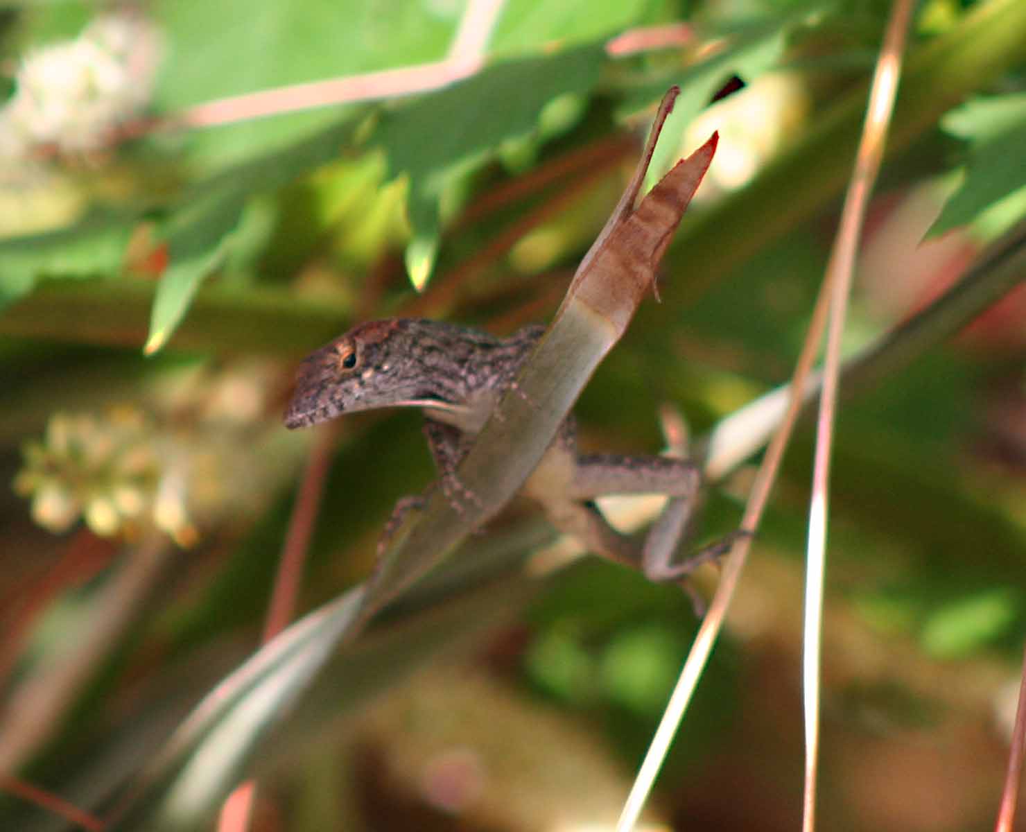 MadSnapper: Leaping Lizards