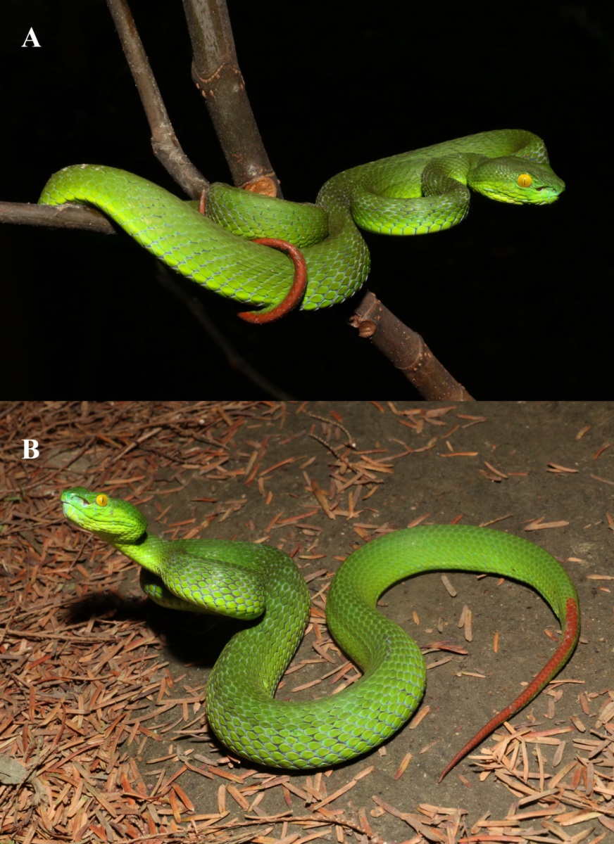 Species New to Science: [Herpetology • 2020] Trimeresurus caudornatus ...