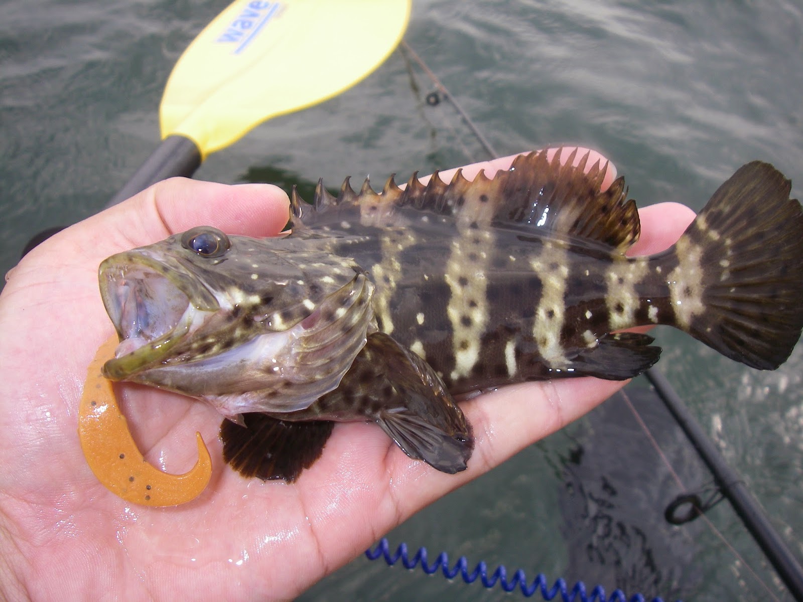 Glen's Fishing Adventures: 'Hot' mini Grouper session