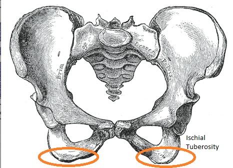 One More Plate: How the Hamstrings Work