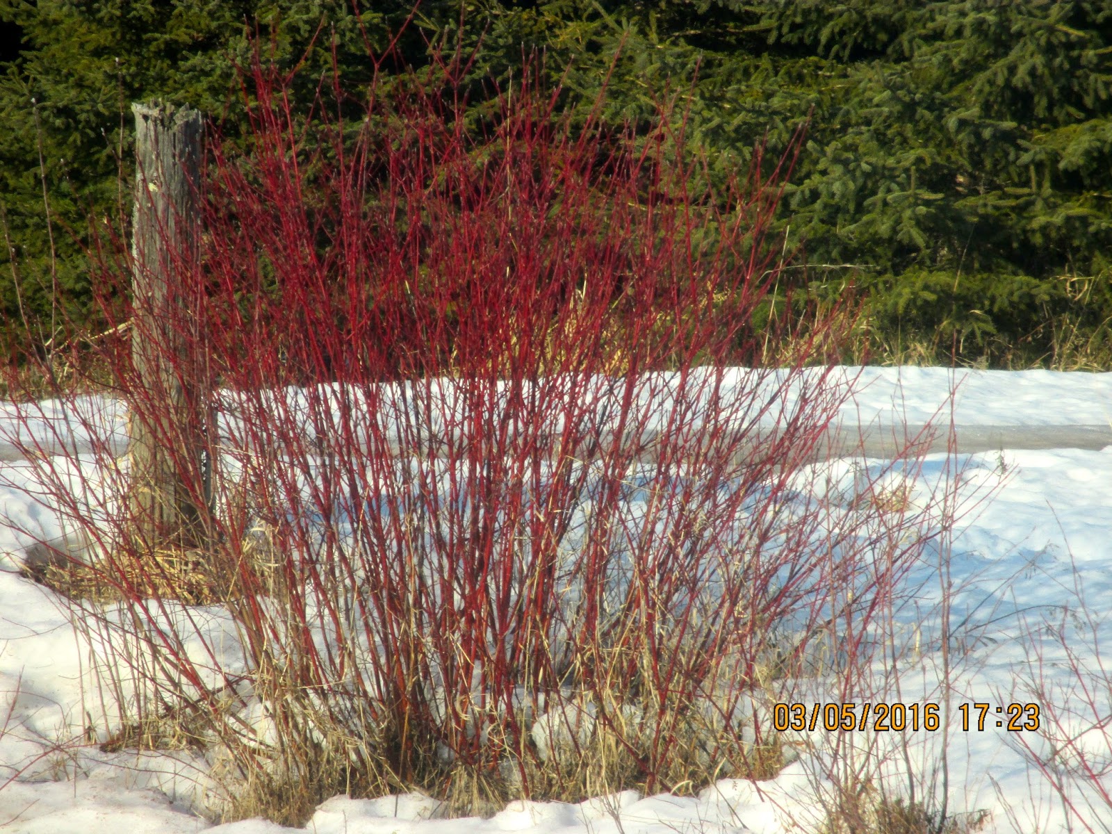 Art's Bayfield Almanac: RED OSIER DOGWOOD: A DRAMATIC PRECURSOR TO SPRING