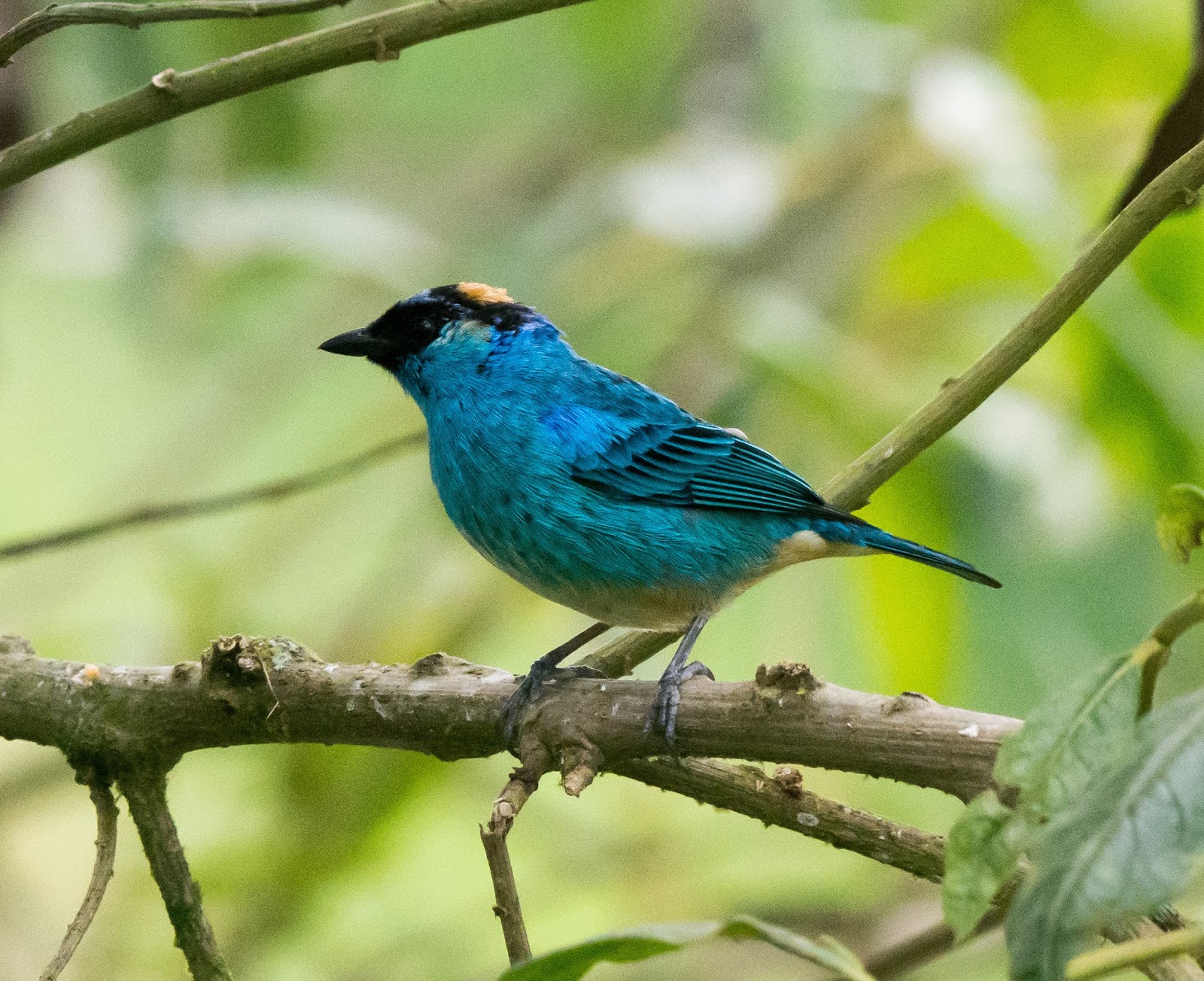 Gordon's Birding Adventures: Ecuador - The Tanagers