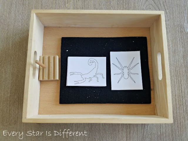 Montessori-inspired Arachnid Activities for Elementary Students with ...