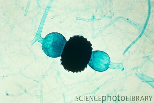 Rudy Messenger: Desember 2011