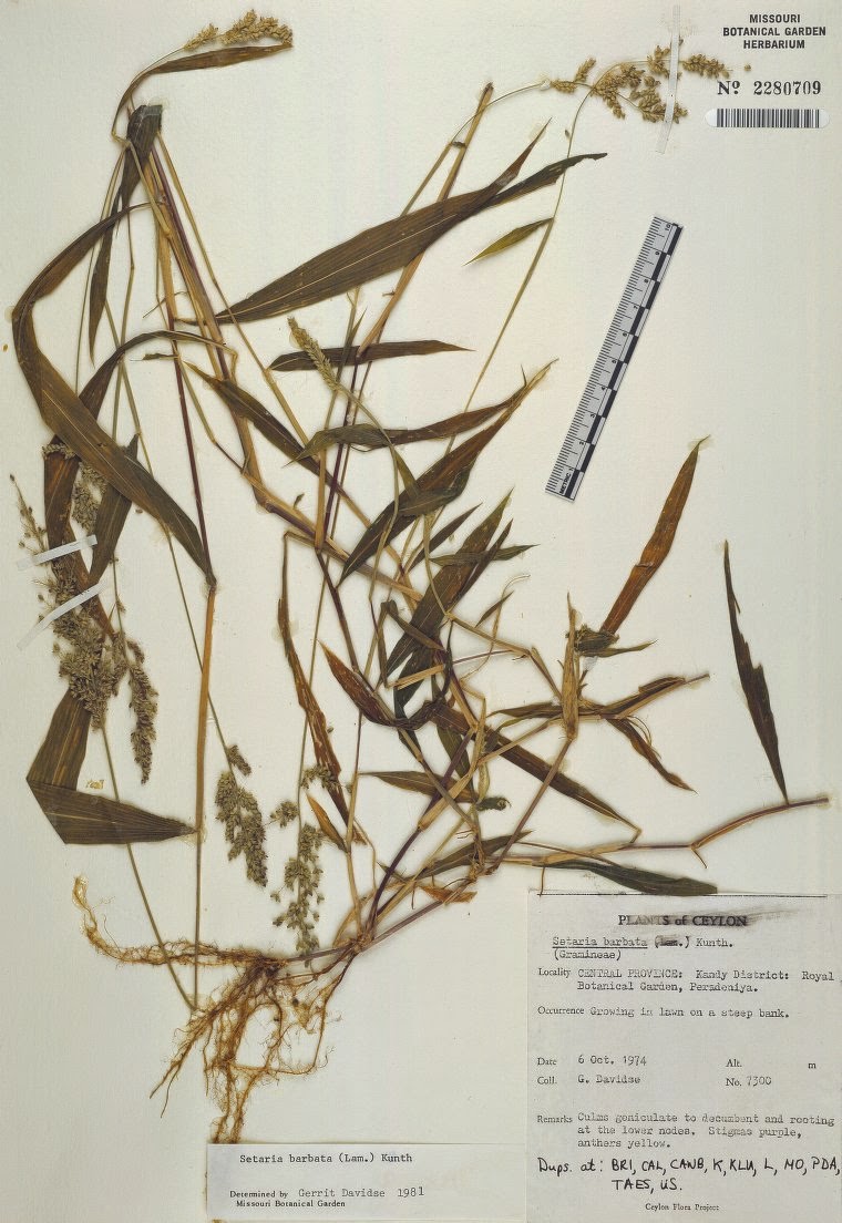 Flora de Puerto Rico Ilustrada Papo Vives: POACEAE SETARIA BARBATA VS ...