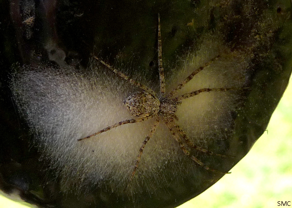 Spiders and me: Spiders in Seattle: a walk through the Washington Park ...