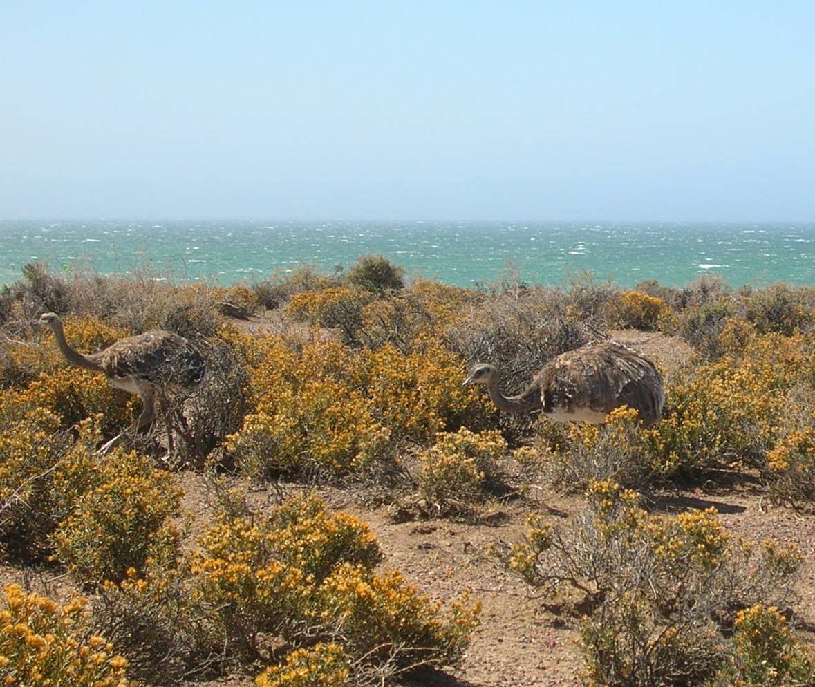 Álbum de Estampillas: Aves argentinas: Choique - Rhea pennata
