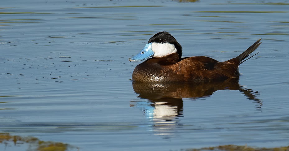 My Big Little World : Male and Female Ruddy Ducks at Bear River
