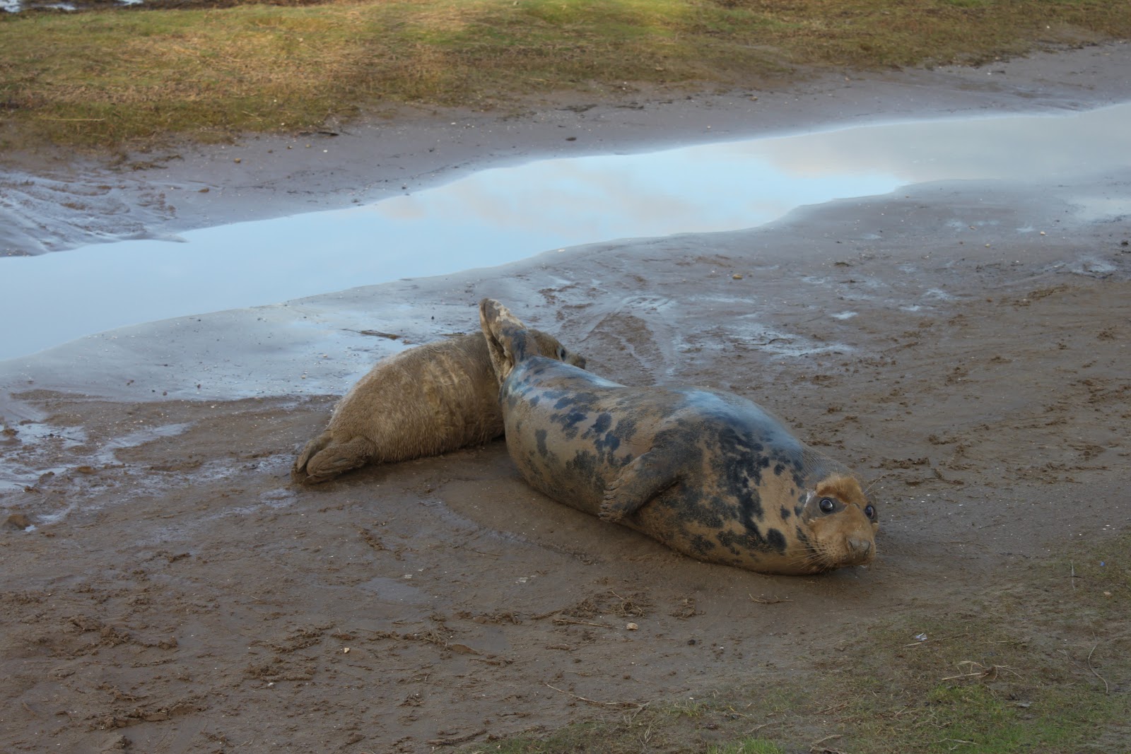 Seal Watching at Donna Nook National Nature Reserve