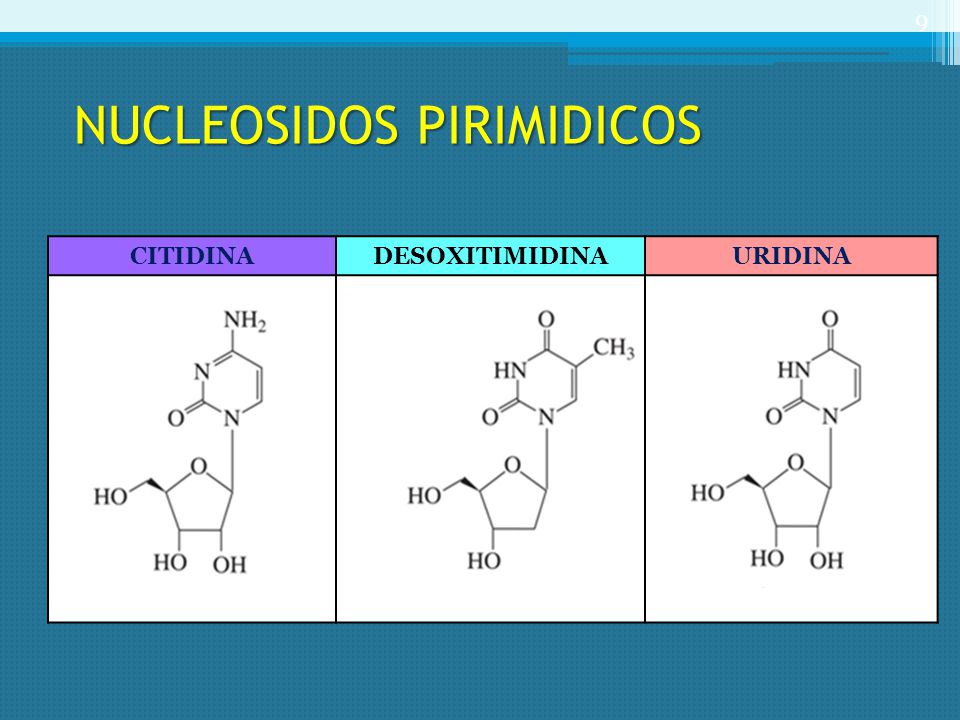 Ivernalia: 2º Bachillerato Biología UD 6 Los ácidos nucleicos