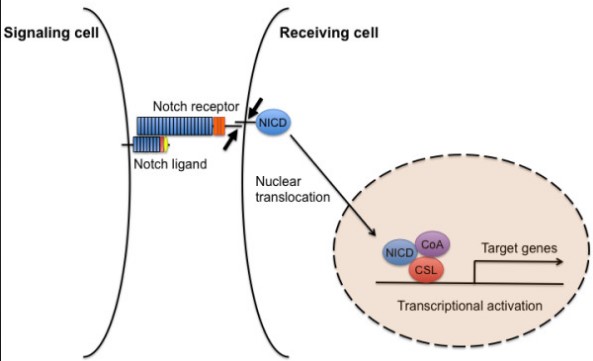 Bits and Bytes of Biology: DELTA NOTCH SIGNALLING PATHWAY