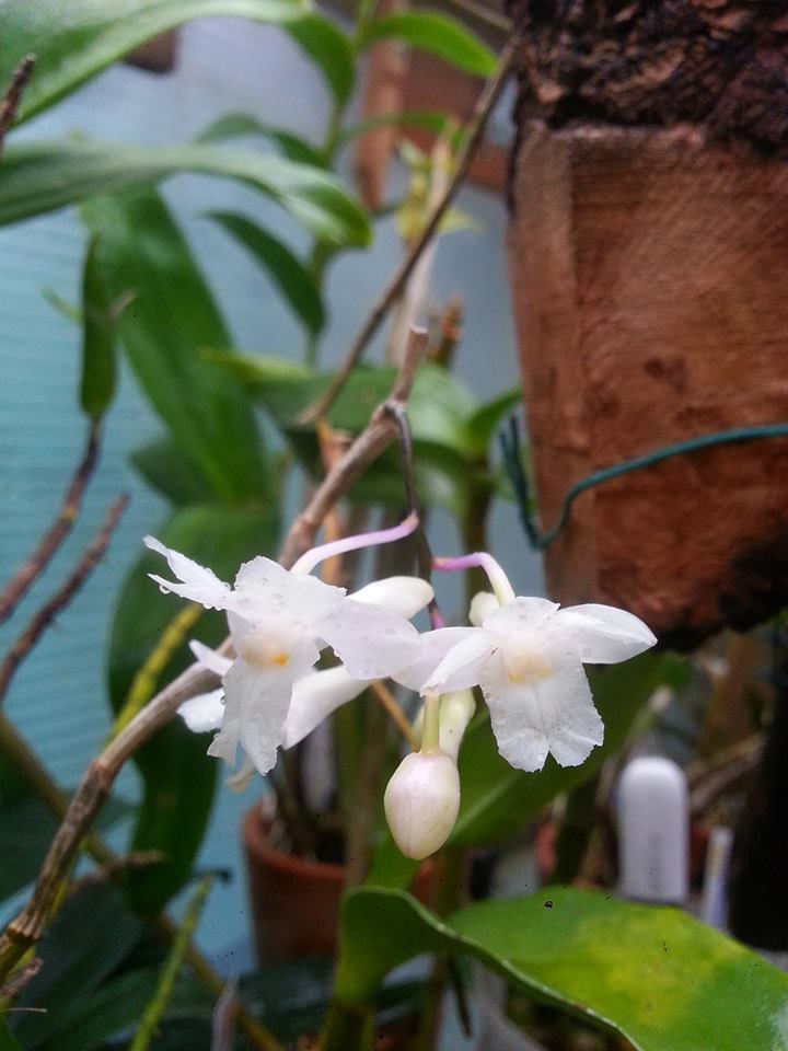 Dendrobium foxii care and culture | Travaldo's blog