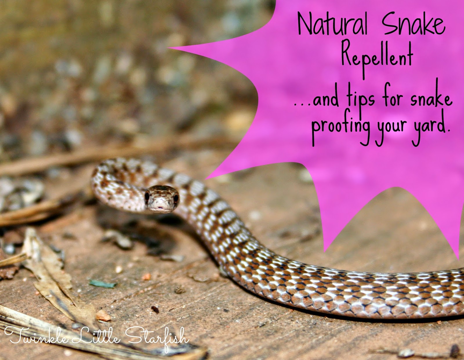 Twinkle Little Starfish: Natural Snake Repellent & Tips