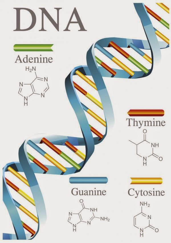 Dna Sequence: DNA Tarihi ( DNA sequence )