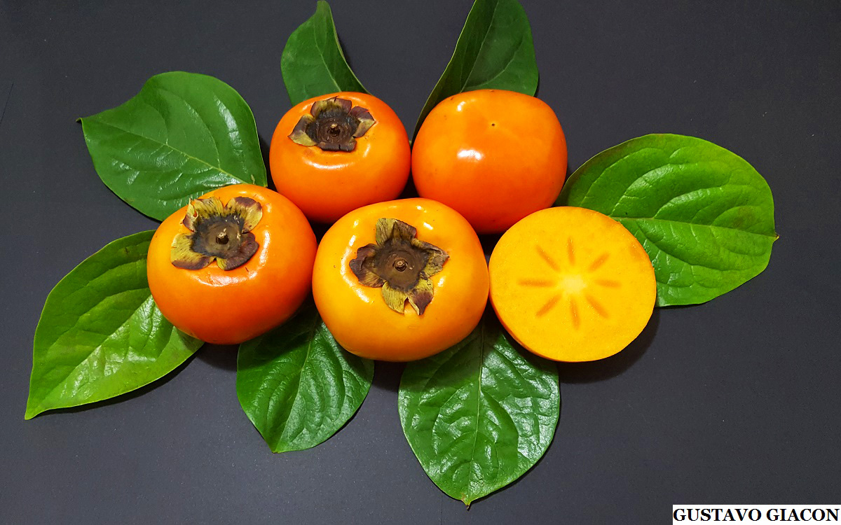 Viveiro Ciprest - Plantas Nativas e Exóticas: Caqui Fuyú ( Diospyros kaki )