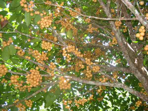 Wild Edible Tree 5 - Tampoi ~ RimbaGunong
