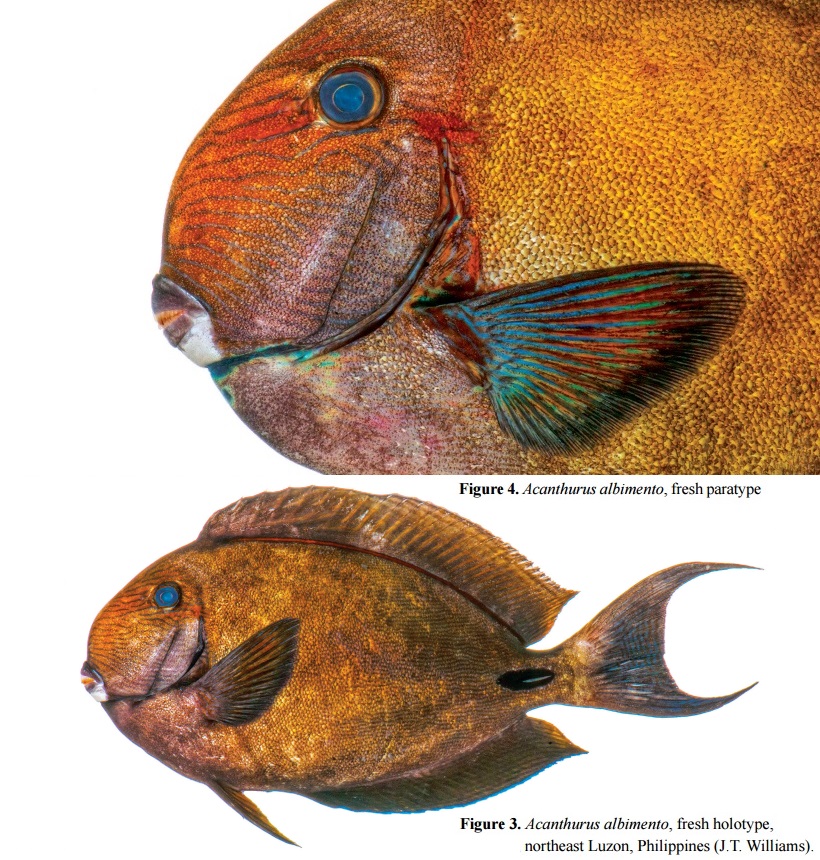Species New to Science: [Ichthyology • 2017] Acanthurus albimento • A ...