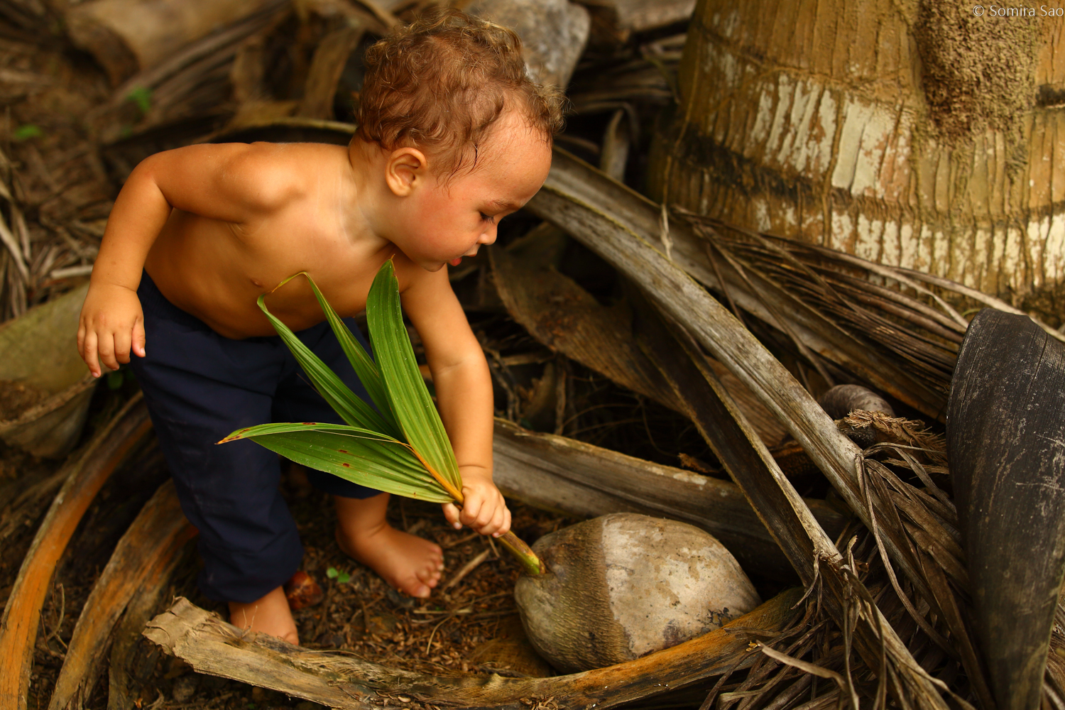 Anasazi Racing: cocos nucifera / trinidad