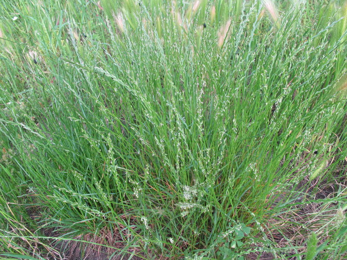 FLORA NEL SALENTO e.. anche altrove: Lolium perenne L. - Poaceae ...