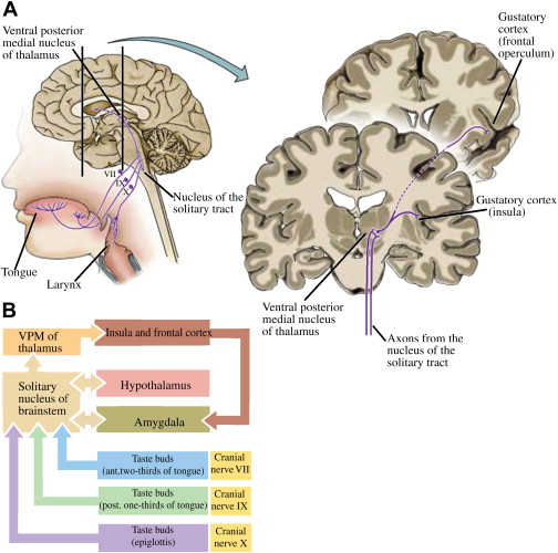 Physiological Psychology 412A&B: Module 7.3 Chemical Senses- Gustation