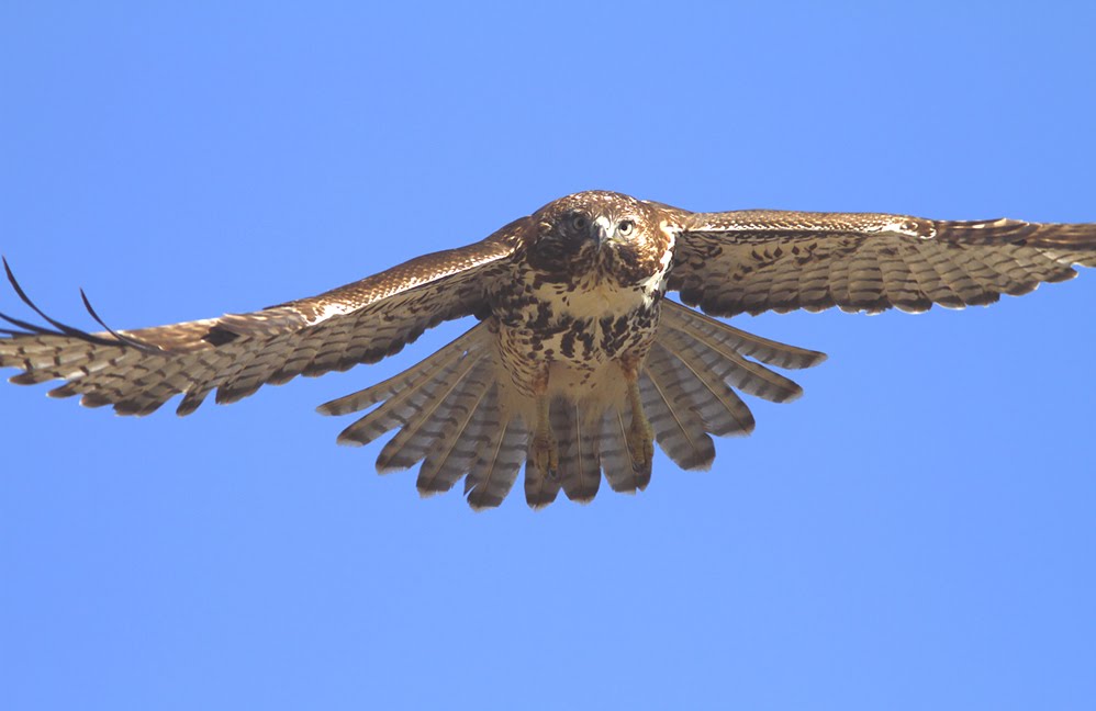 Utah Birders | Birding Blog, Utah Birds, Utah Birding, Utah Bird ID ...