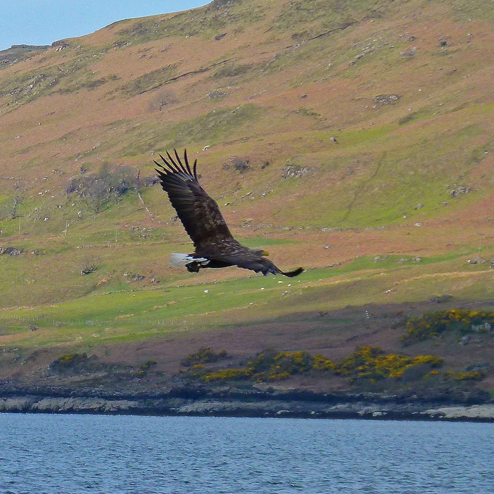The Northumberland Naturalist: Mull Birds