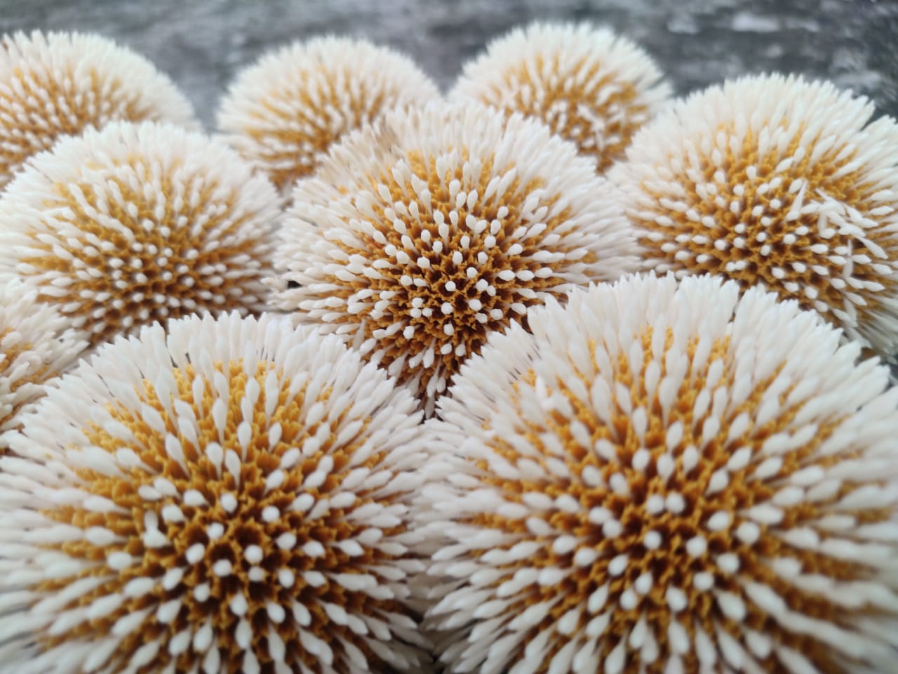 Kadamba Flower (Neolamarckia cadamba)