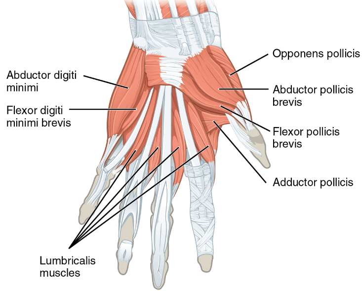 Anatomi Otot Abduktor Polisis Brevis Pada Tangan Manusia - Anatomi Tutorial