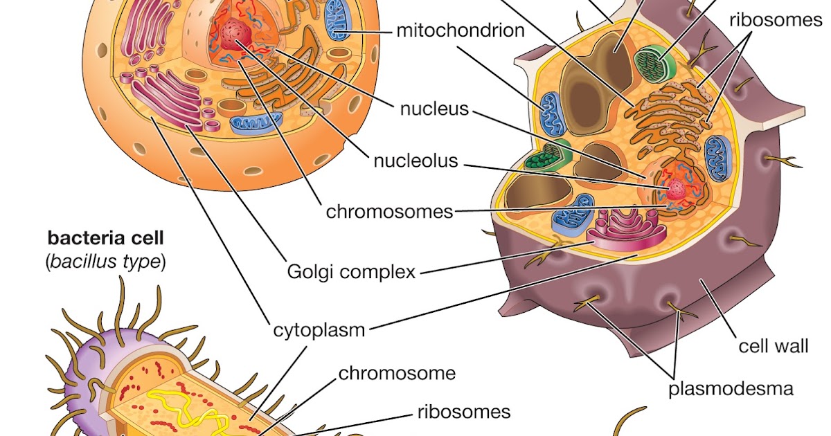 Different bacterial Cells arrangements, shapes and sizes - Laboratory Insider