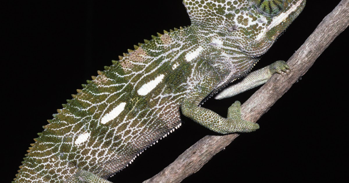 Zoology Jottings: Why and how does an ‘annual’ chameleon die?